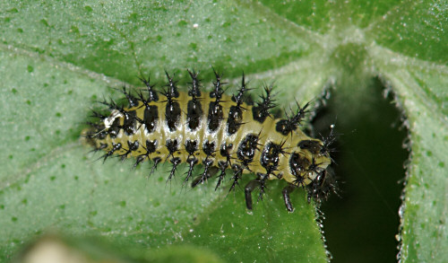 Henosepilachna argus (Coccinelle de la bryone)